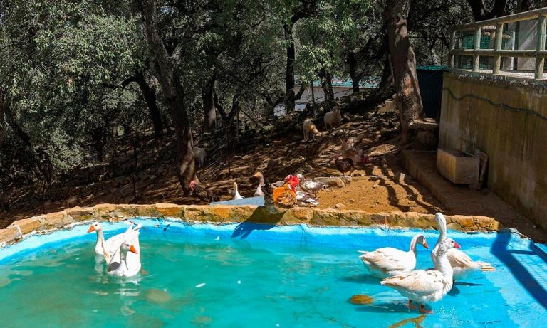 Hoteles de montaña con granja de animales